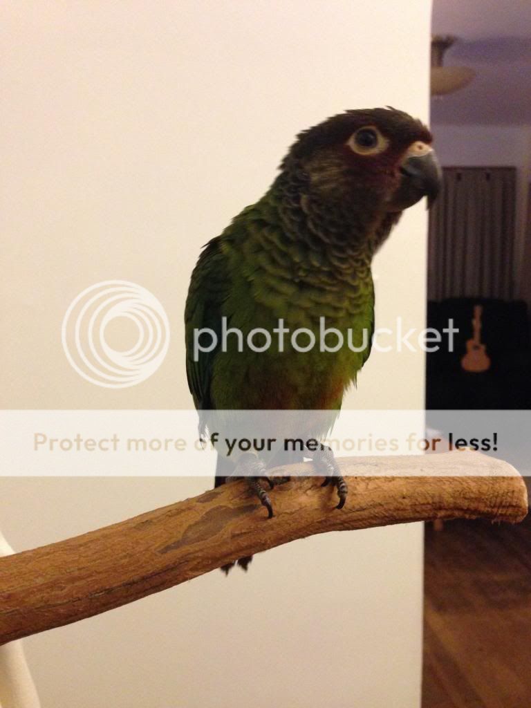 Anybody else have a White Eared conure? | Avian Avenue Parrot Forum